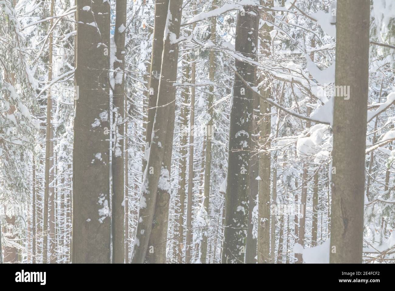beautiful spruce trees in a mountain woodland in the Alps in Slovenia ...