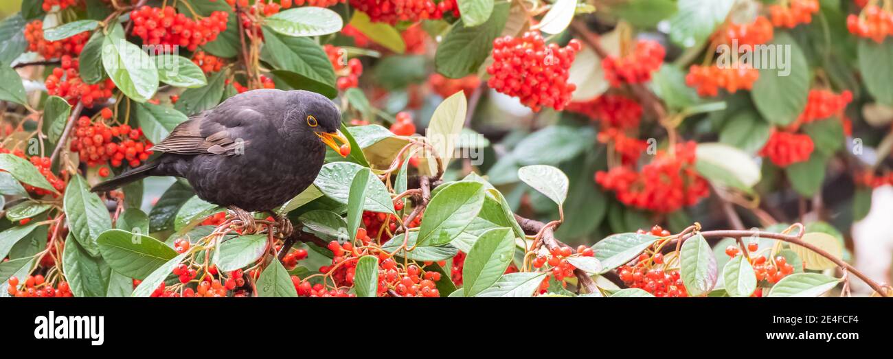 Common blackbird, Turdus merula, eating red seeds in a tree Stock Photo ...