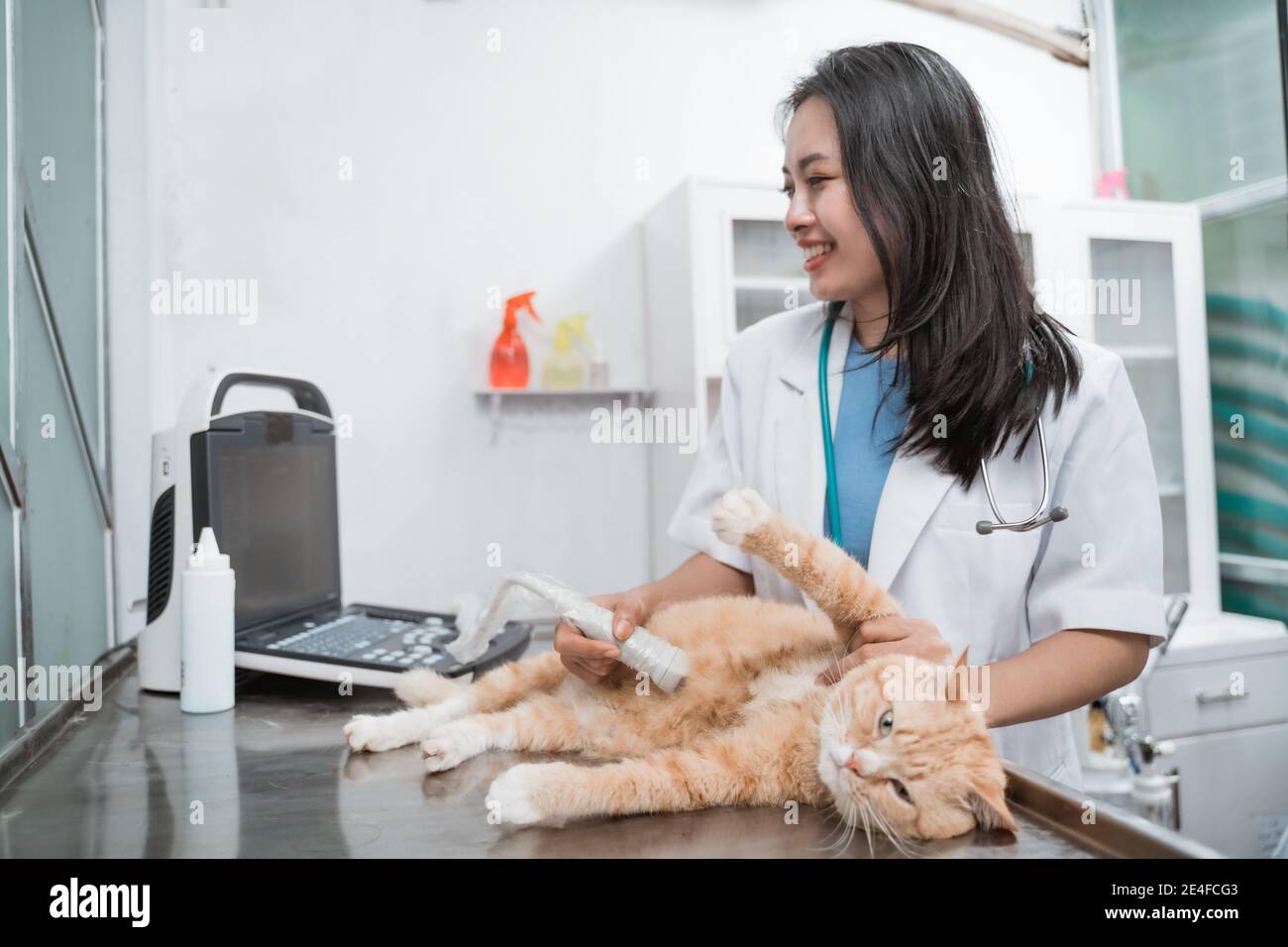 Smiling veterinarian doctor is making ultrasound examine of abdomen a ...