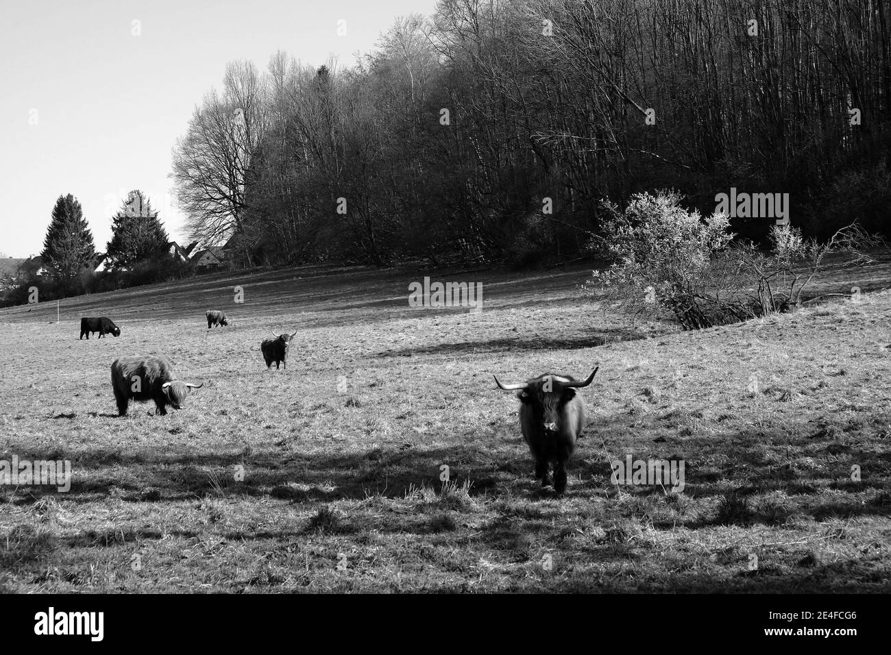 Field of bulls Black and White Stock Photos & Images - Alamy
