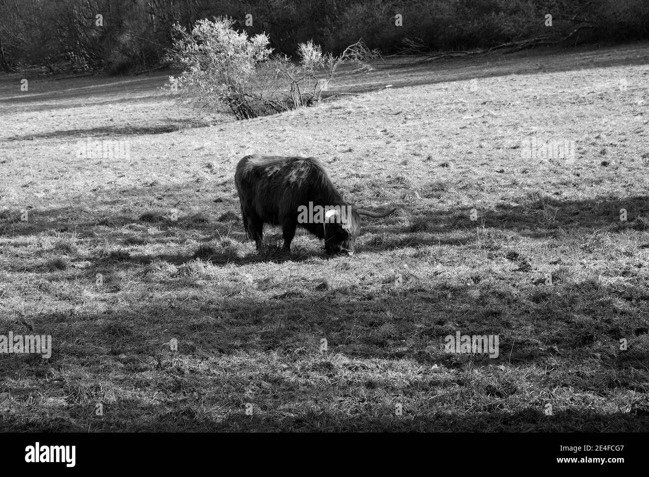 Single cow in a field Black and White Stock Photos & Images - Alamy