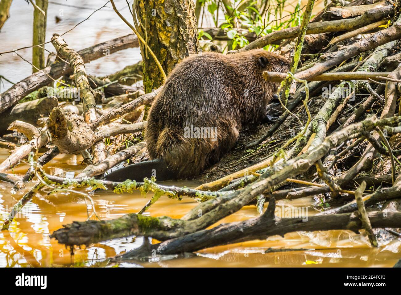 Side view climbing beaver hi-res stock photography and images - Alamy