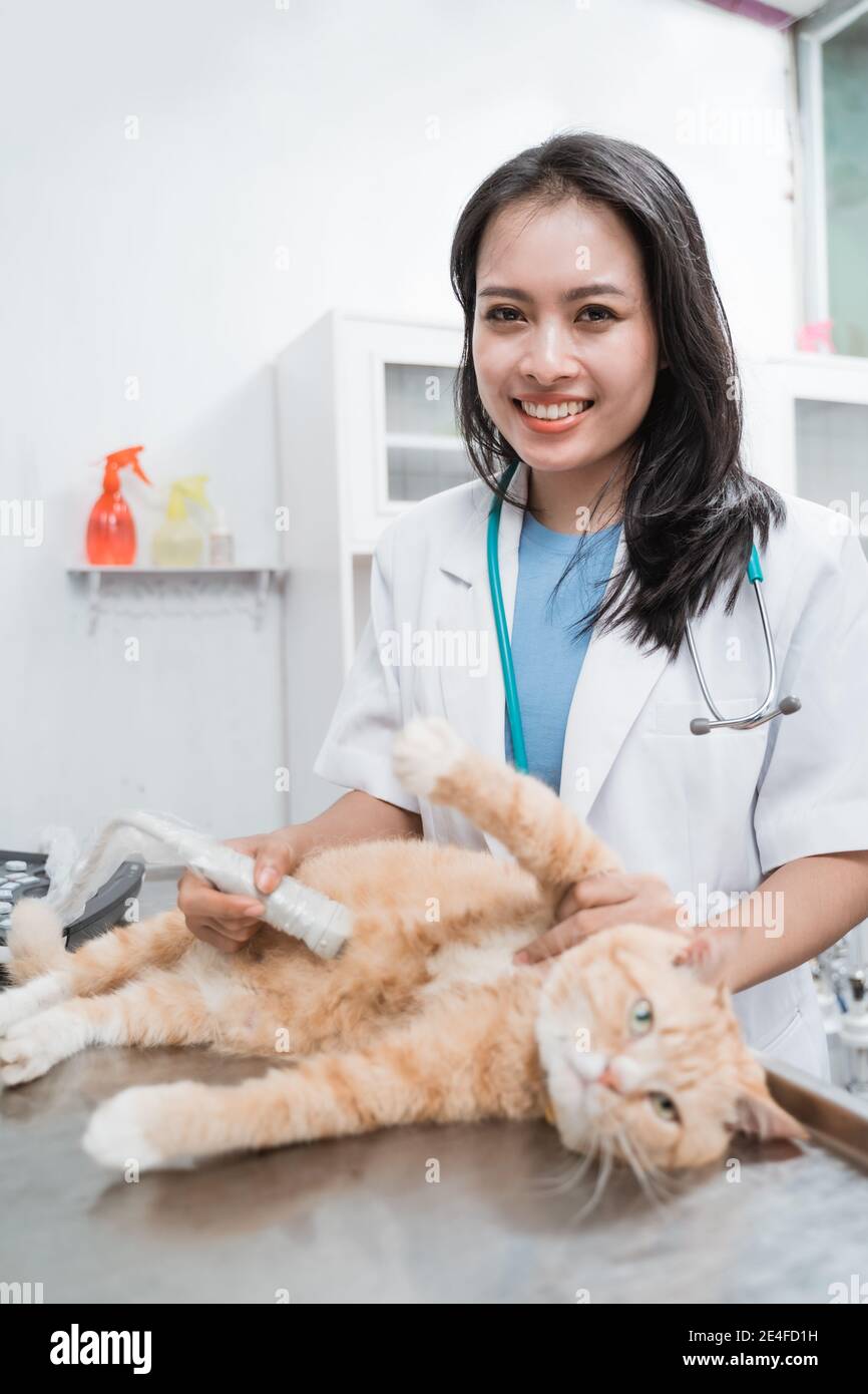 Smiling female doctor ultrasound examine a cat abdomen at the ...