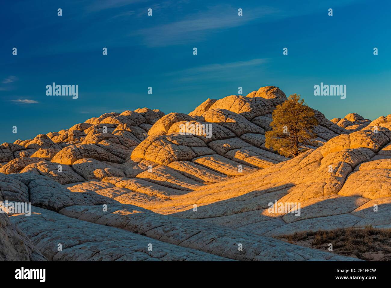 Dome shaped tree hi-res stock photography and images - Alamy