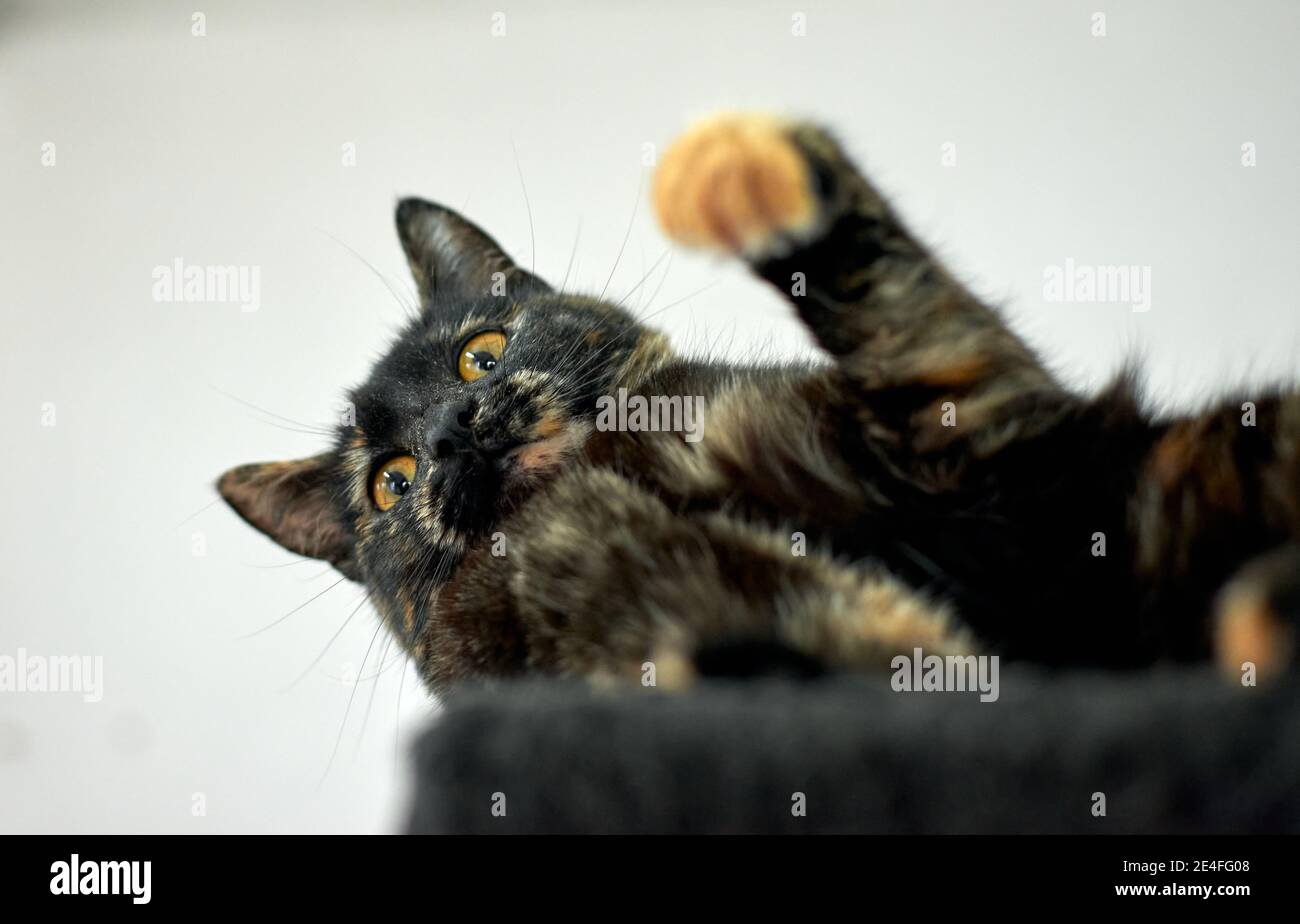 Funny playful tortoiseshell cat laying on the back Stock Photo - Alamy