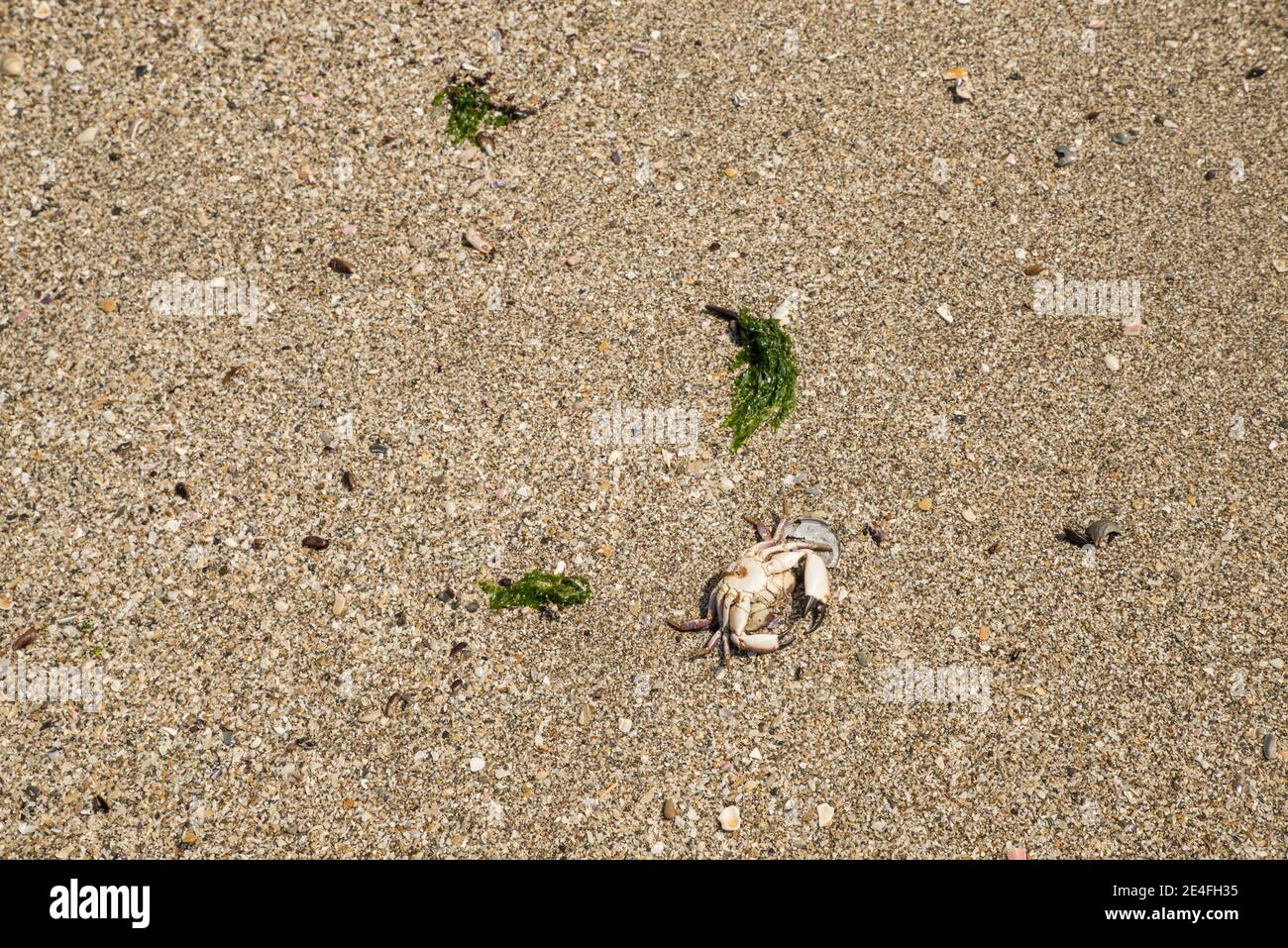 Saltwater pond and crap , in the beach Stock Photo - Alamy