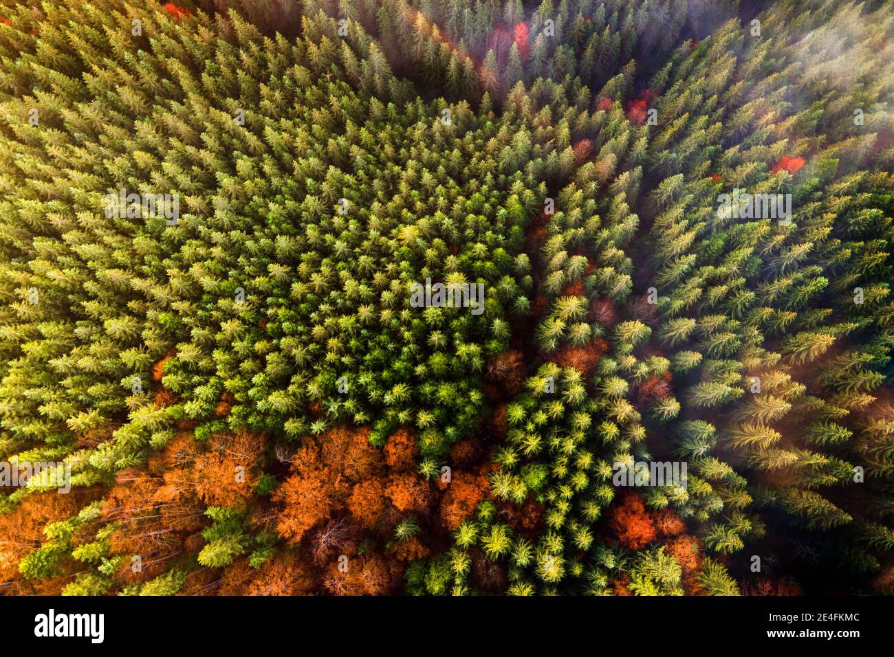 Aerial colorful canopies forest trees hi-res stock photography and ...