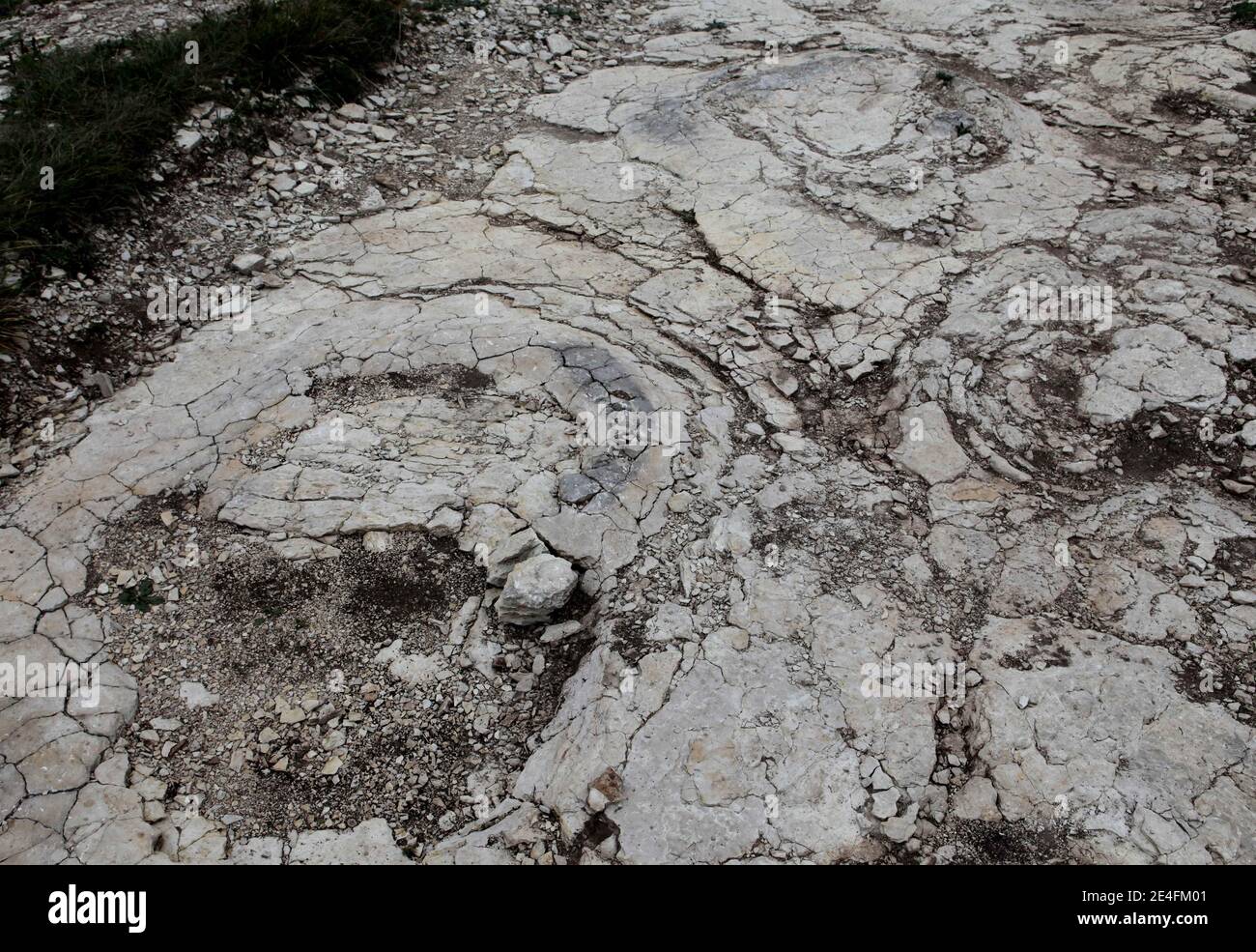 View of the recent discovery of a well-preserved sauropod dinosaur ...