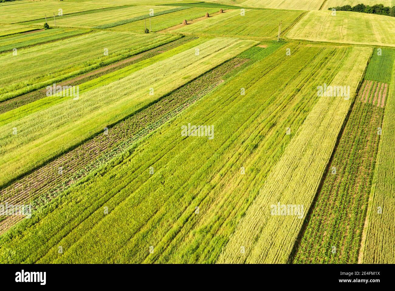 Aerial view of green agricultural fields in spring with fresh ...