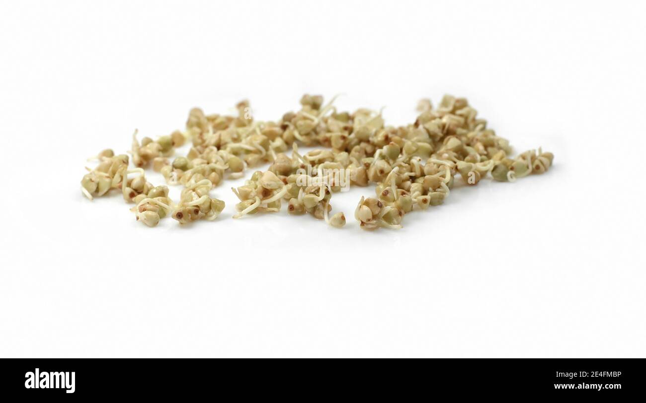 Buckwheat sprouts isolated on white background. Germinated buckwheat ...