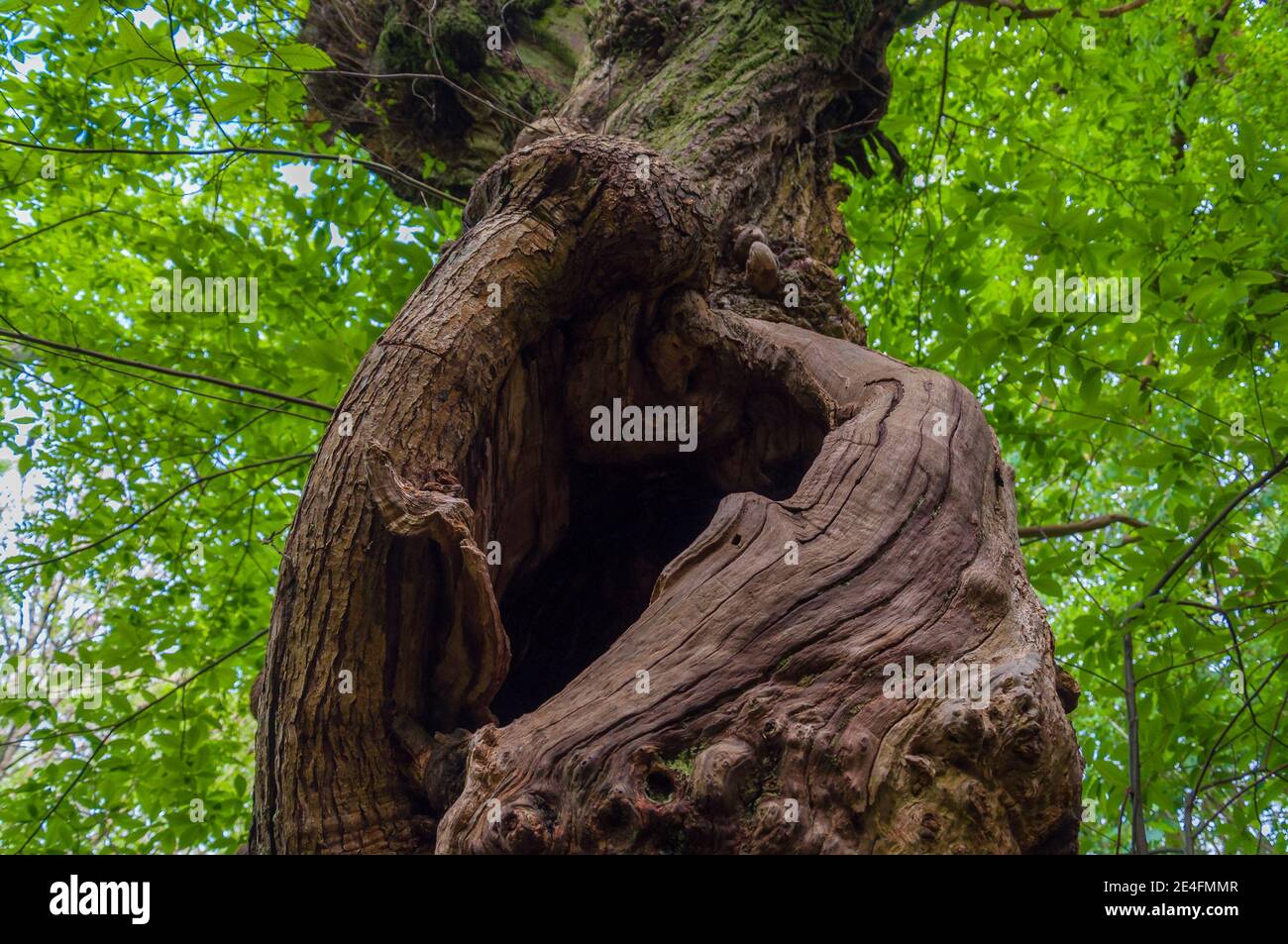 Beautiful knotty trunk with the green crown of the tree in the ...