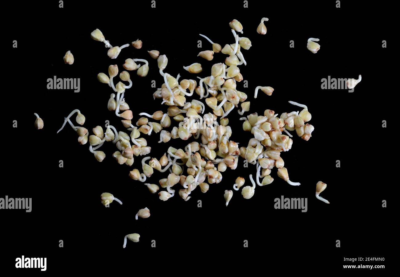 Buckwheat sprouts isolated on black background. Germinated buckwheat ...