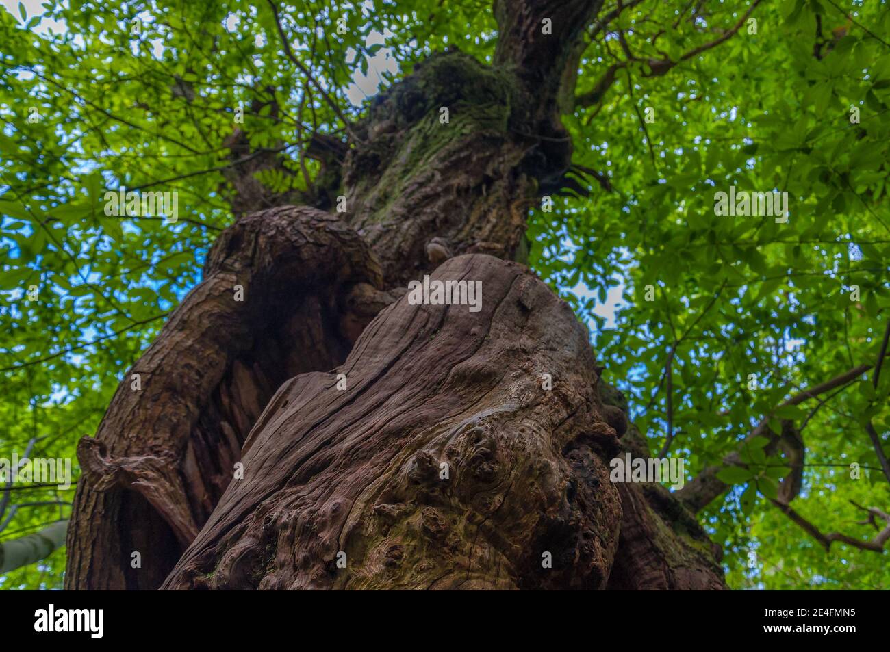Picturesque knotty trunk with the green crown of the tree in the ...