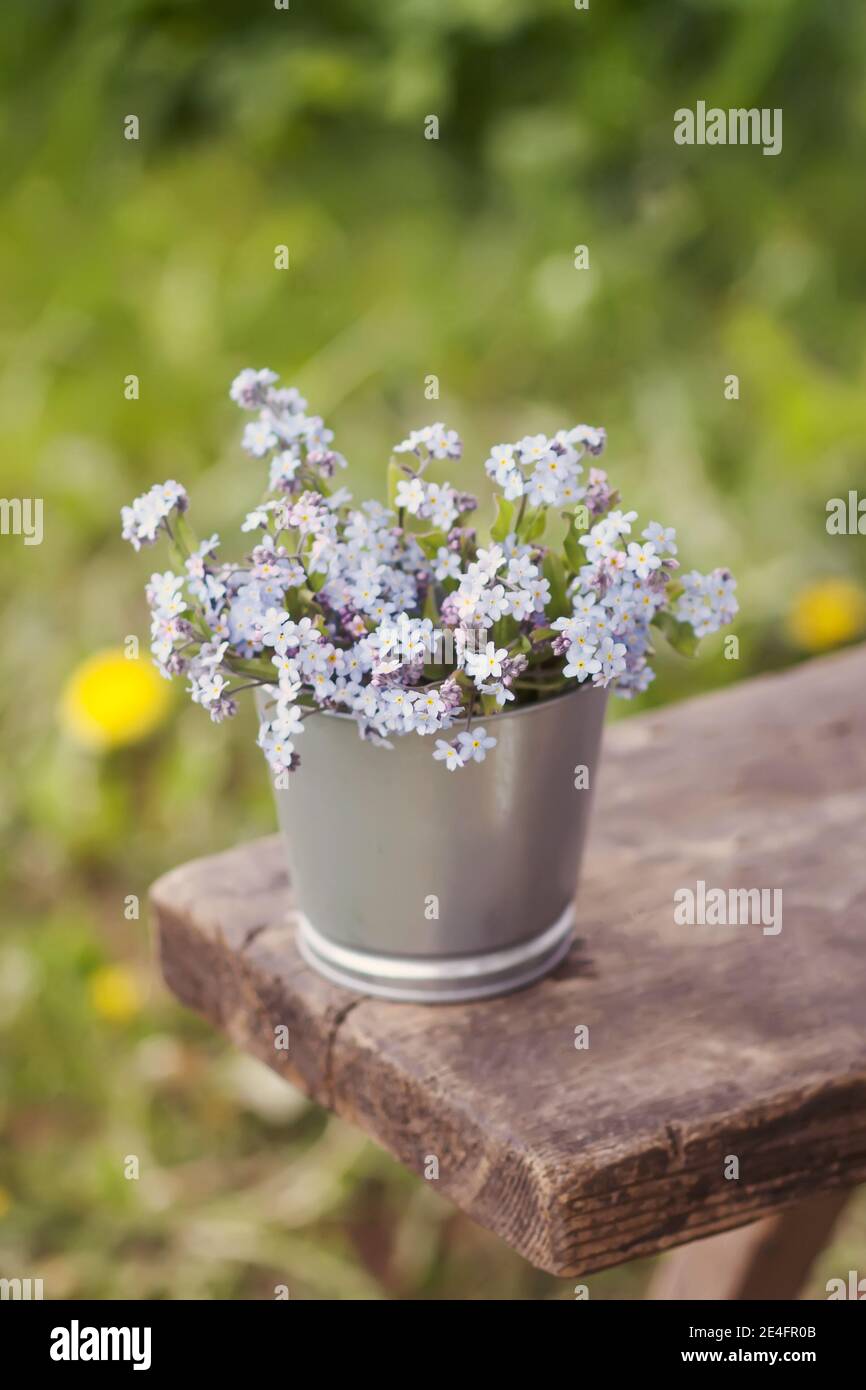Forget-me-not blue spring garden flowers bouquet outdoors on the wooden ...