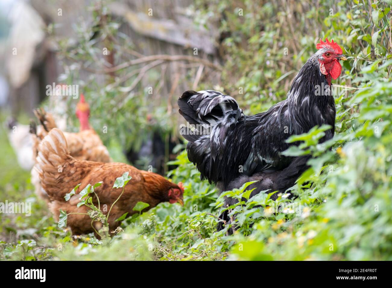 Closeup of domestic chicken feeding on traditional rural barnyard. Hens ...