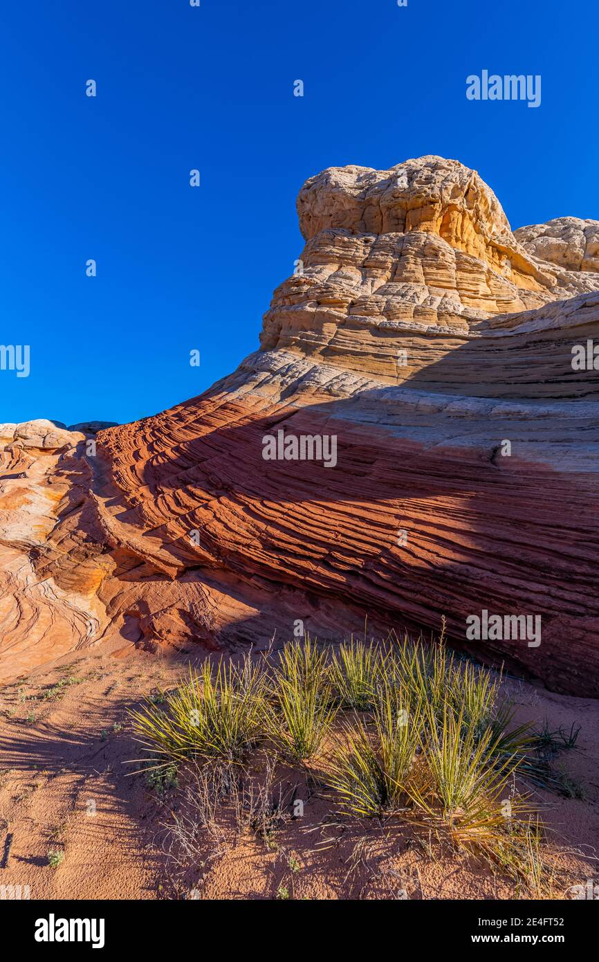 Kanab Yucca, yucca angustissima var kanabensis, with Navajo Sandstone ...