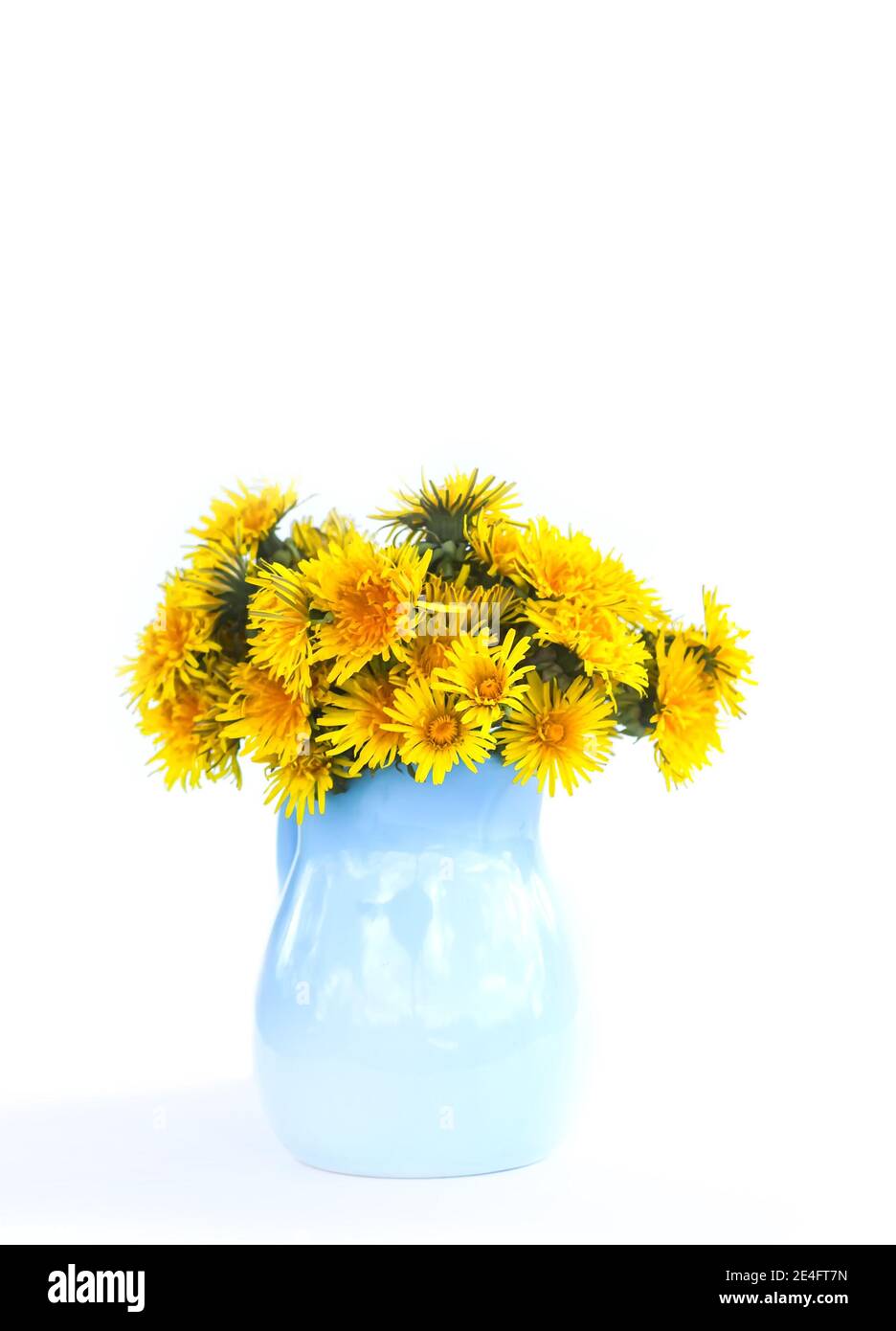 Dandelions in blue ceramic vase on white background. Bouquet of spring ...