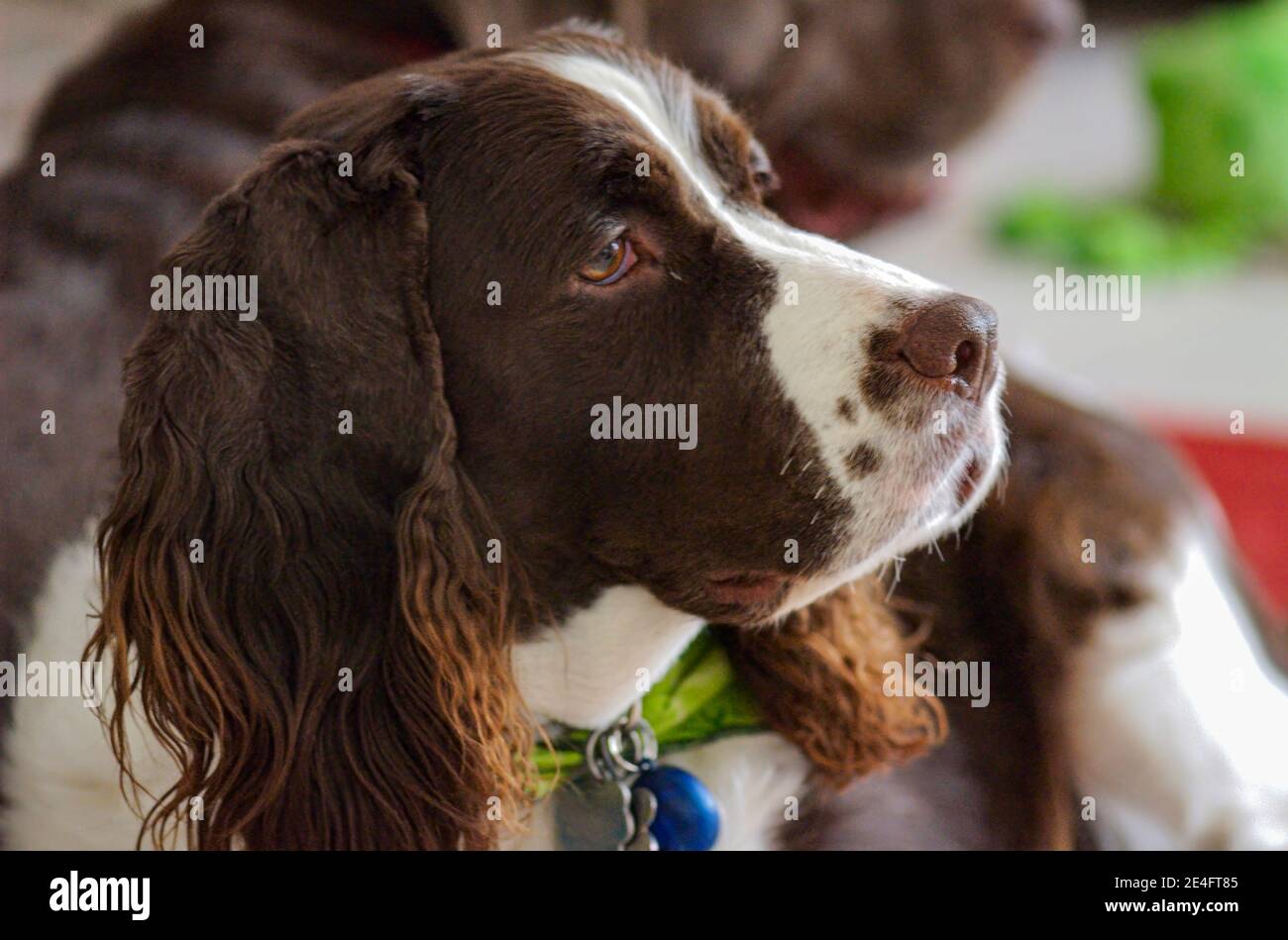 King charles springer spaniel hi-res stock photography and images - Alamy