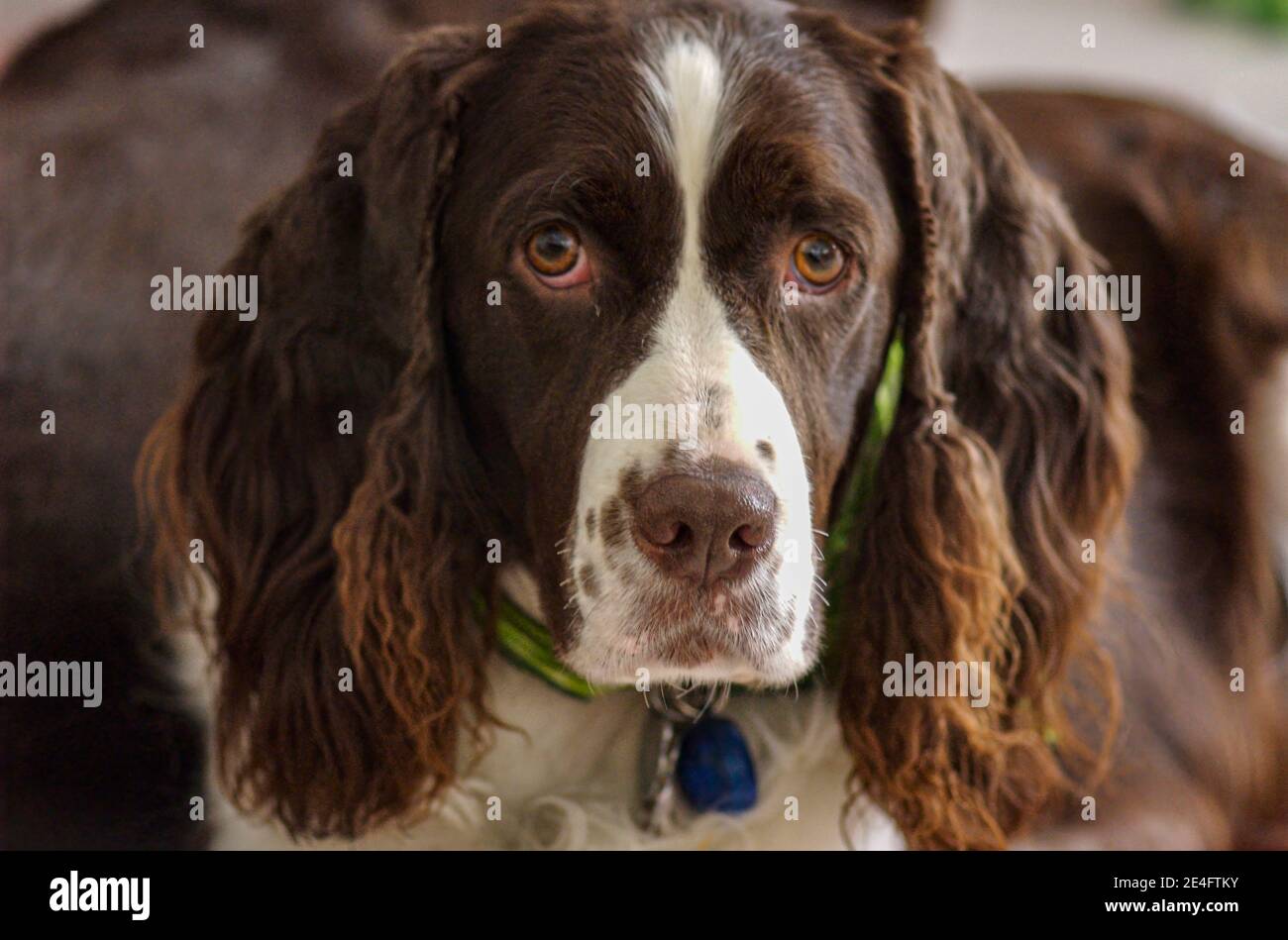 King charles springer spaniel hi-res stock photography and images - Alamy