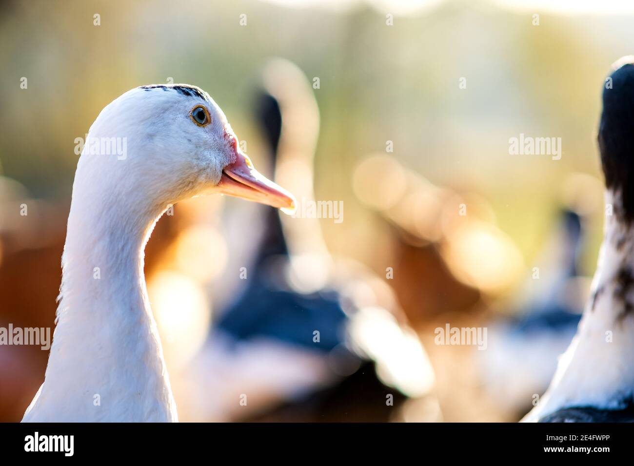 Detail of a duck head. Ducks feed on traditional rural barnyard. Close ...