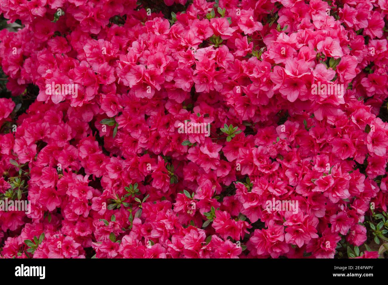 wall of azalea flowers Stock Photo - Alamy