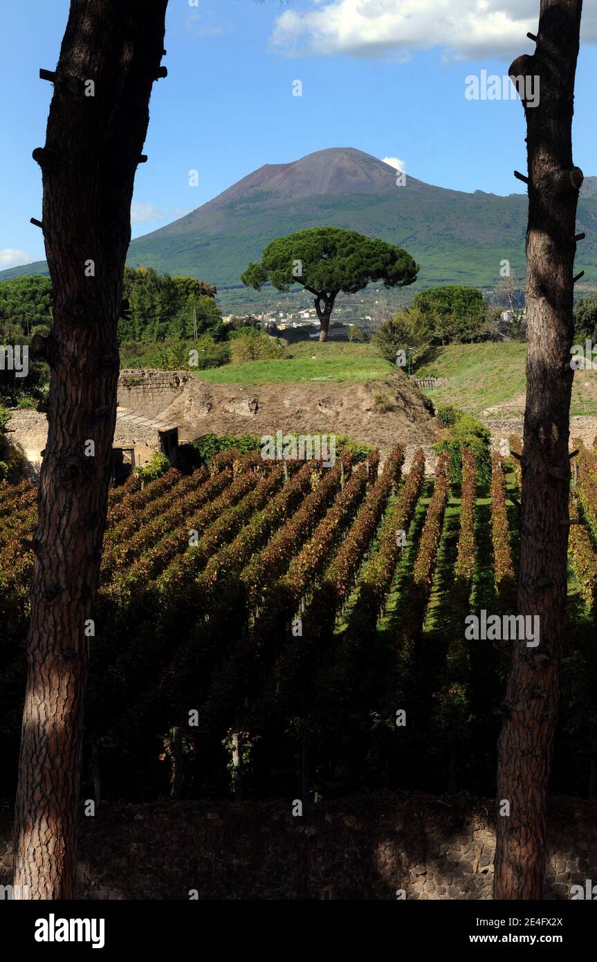 Grape harvest in Pompeii. Back from the ashes : resurrecting the ...