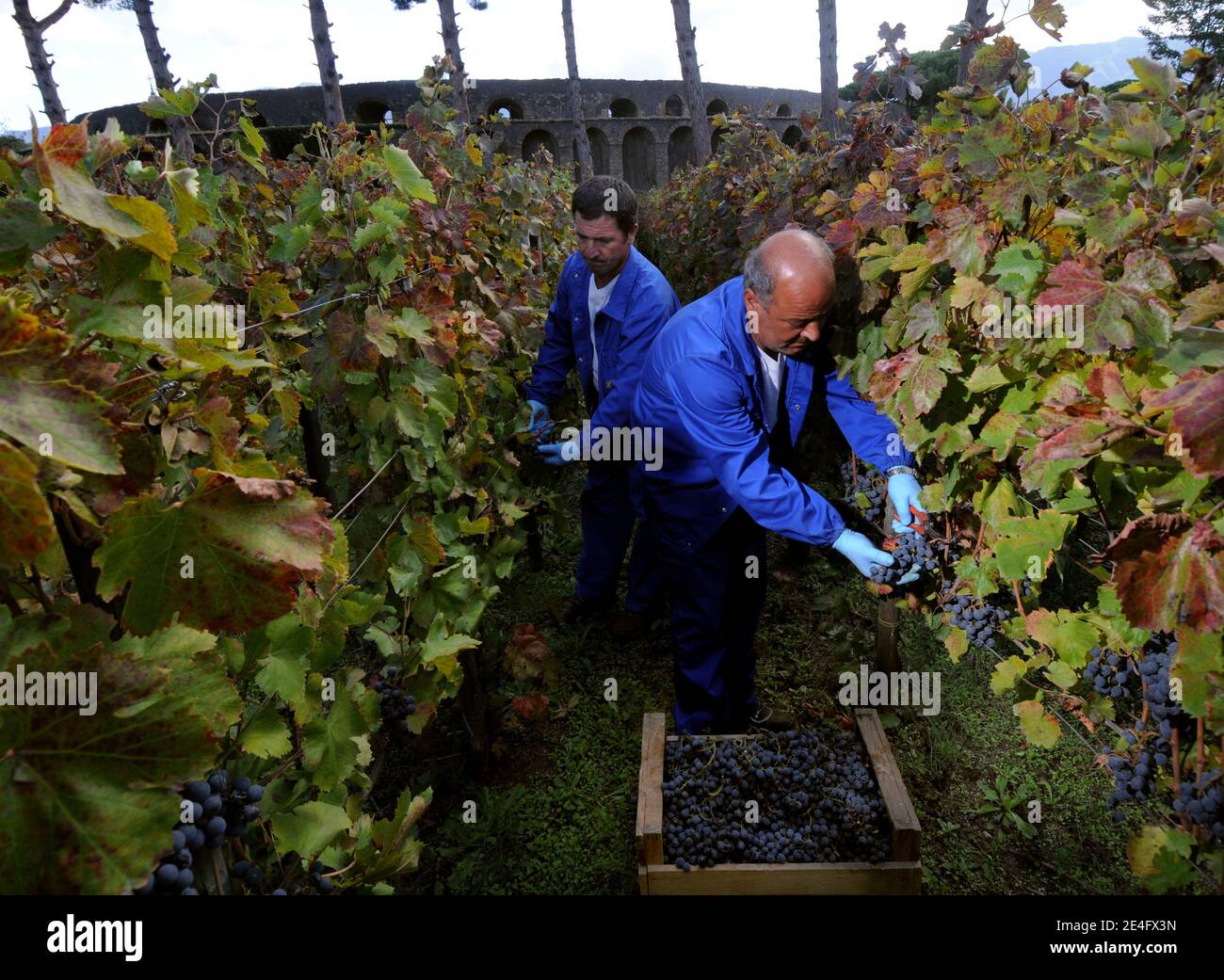Grape harvest in Pompeii. Back from the ashes : resurrecting the ...