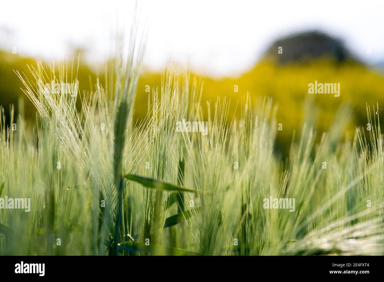Close up of green wheat heads growing in agricultural field in spring ...