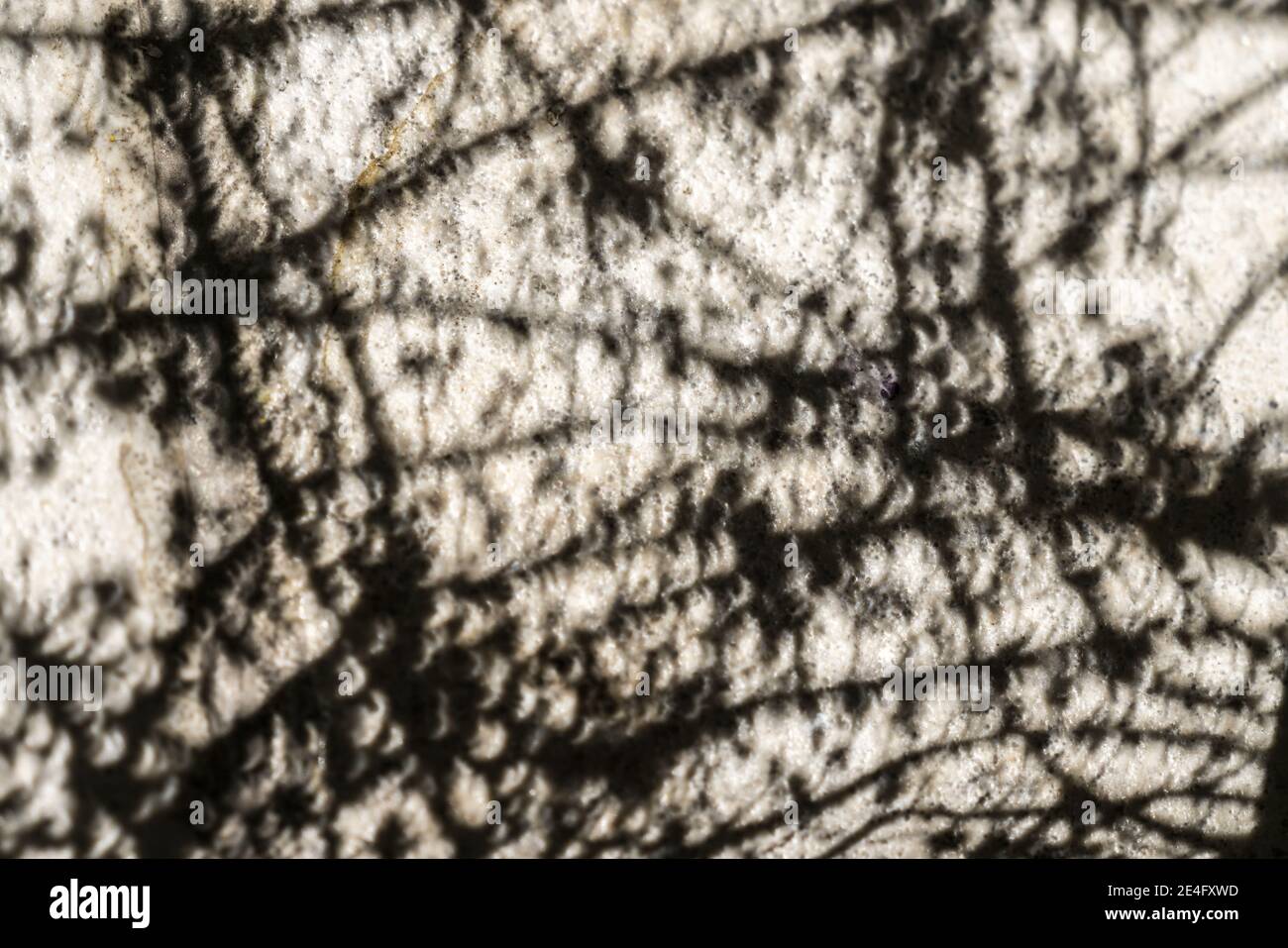 A Solar Eclipse shading natural pattern during last Partial Solar ...