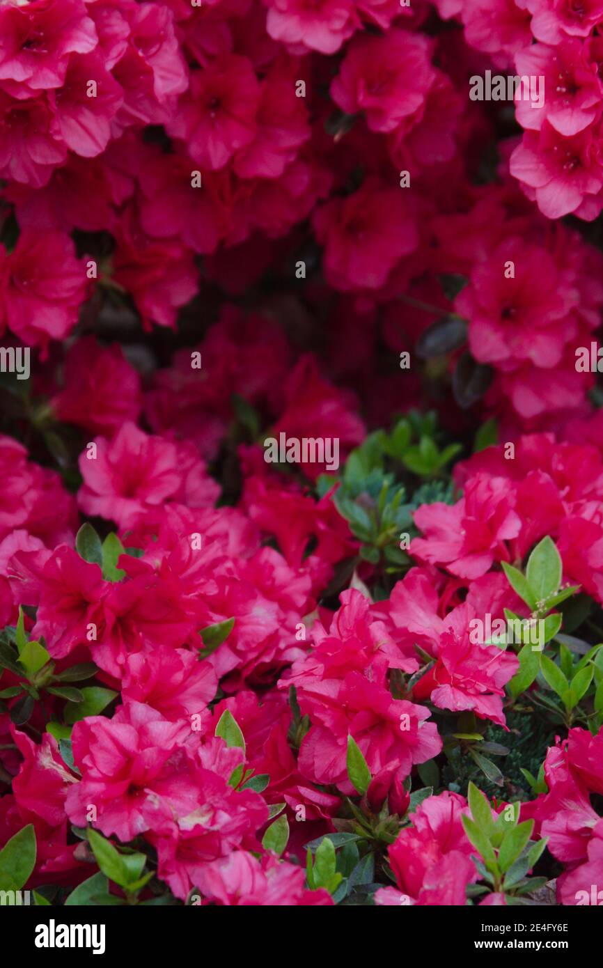 azalea flowers background forming a "frame Stock Photo - Alamy