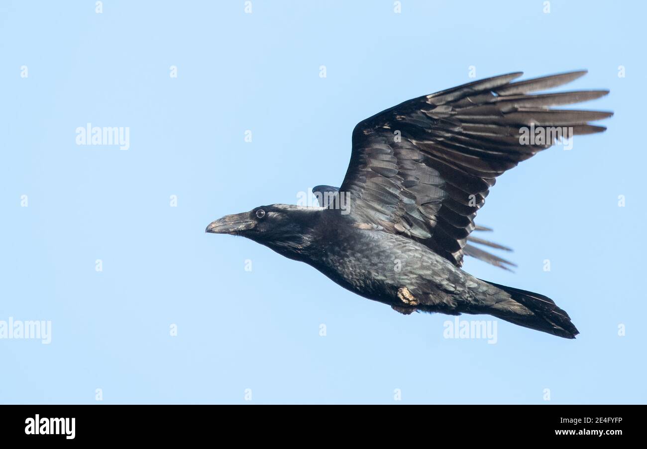Raven flying hi-res stock photography and images - Alamy
