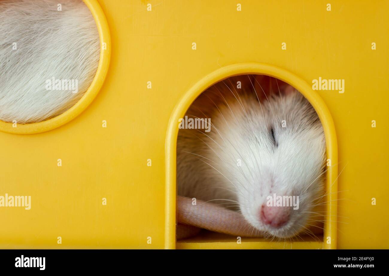 White albino laboratory rat in hi-res stock photography and images - Alamy