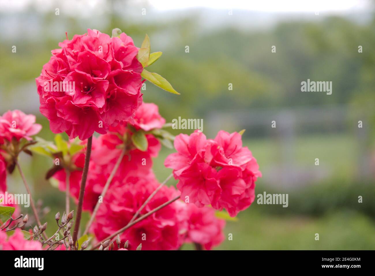 Azalea flowers growing in a ball shape Stock Photo - Alamy