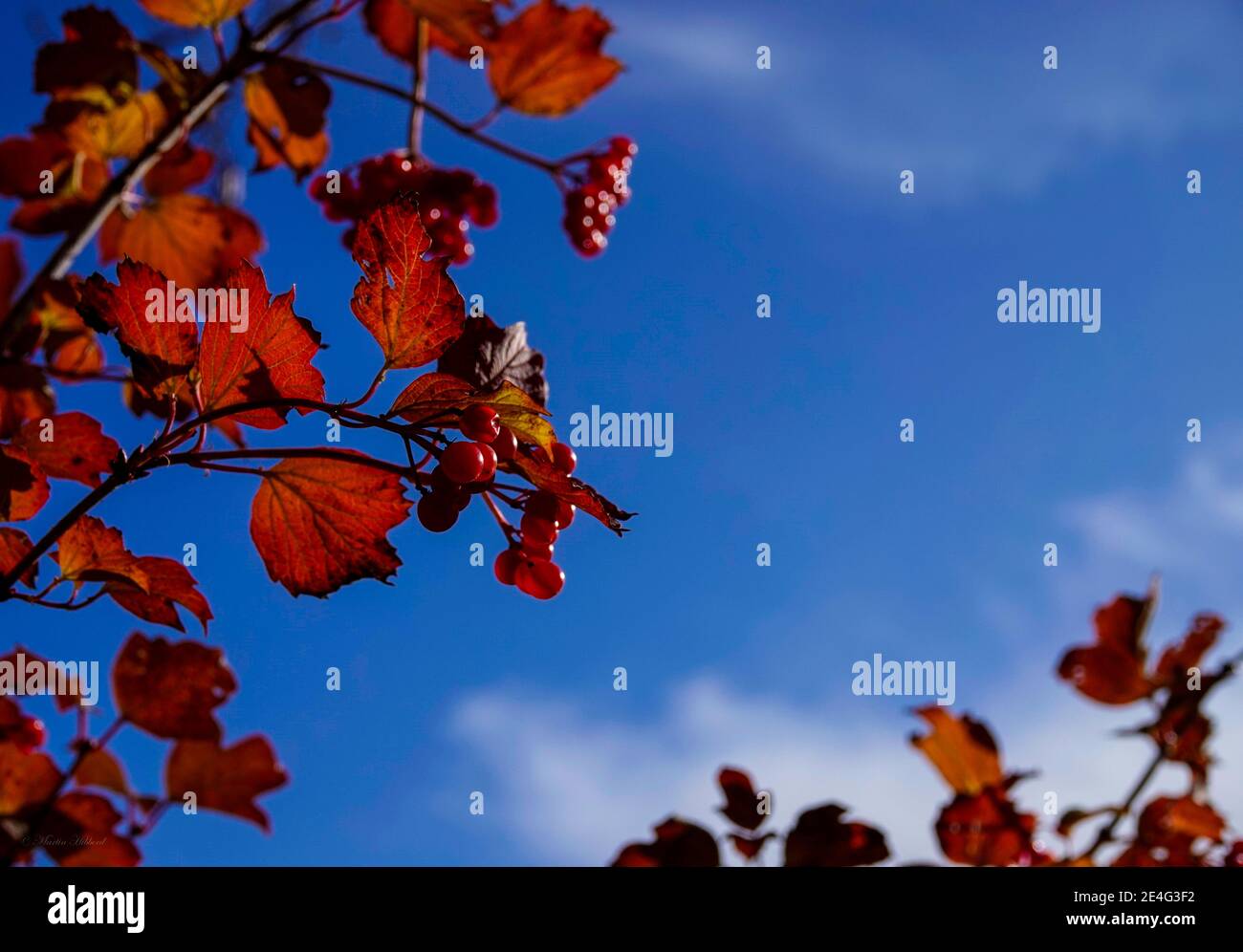 Gorgeous copper leaf color hi-res stock photography and images - Alamy