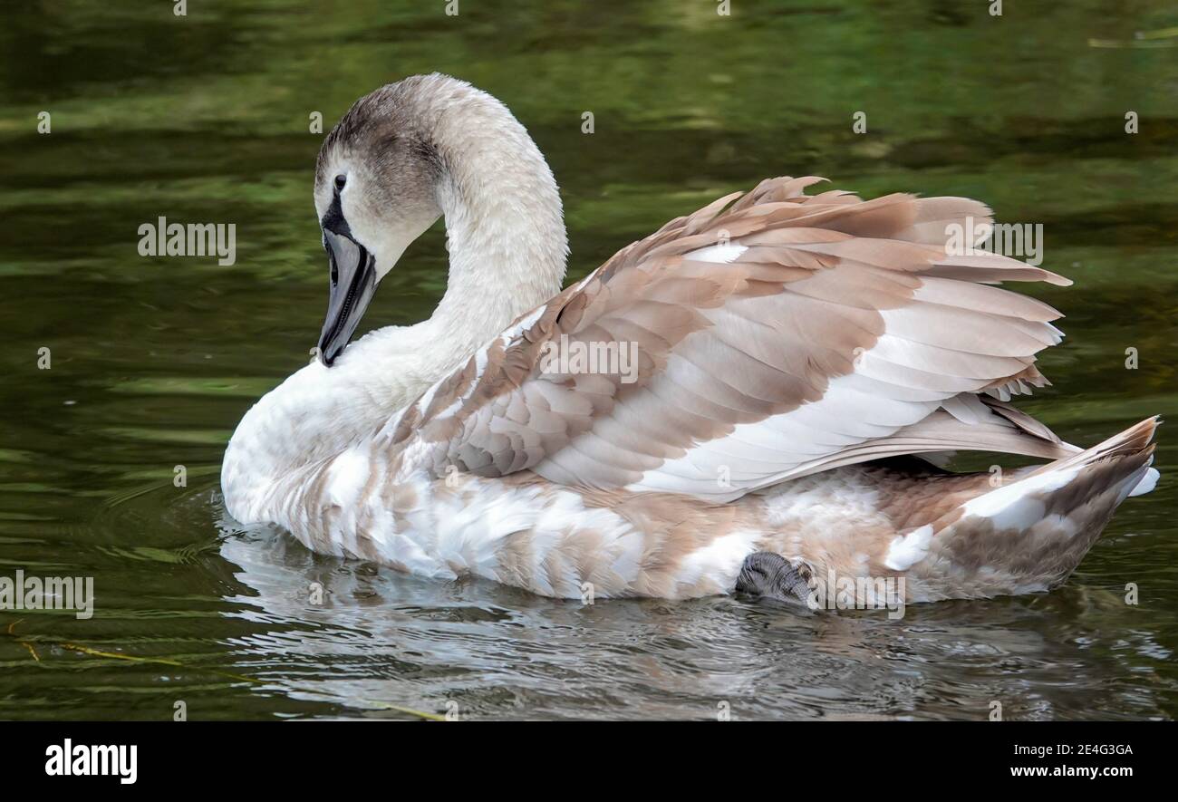 cygnet in a graceful pose on the river Stock Photo - Alamy