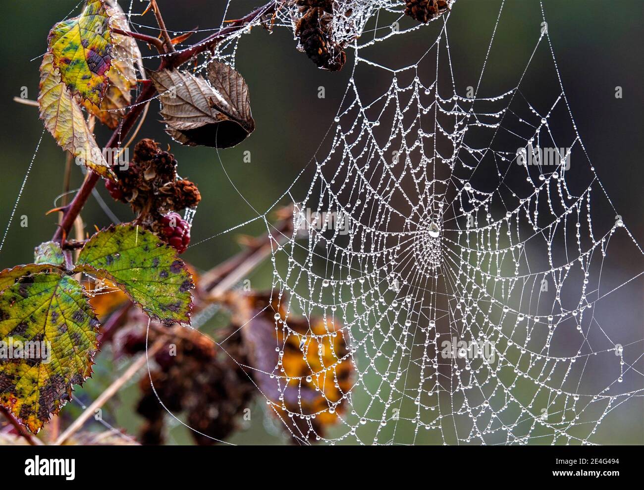 Spider's web glistening with morning dew Stock Photo - Alamy