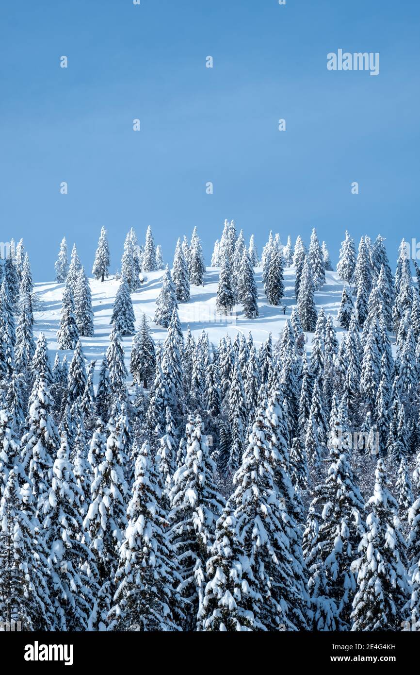 beautiful spruce trees in a mountain woodland in the Alps in Slovenia ...