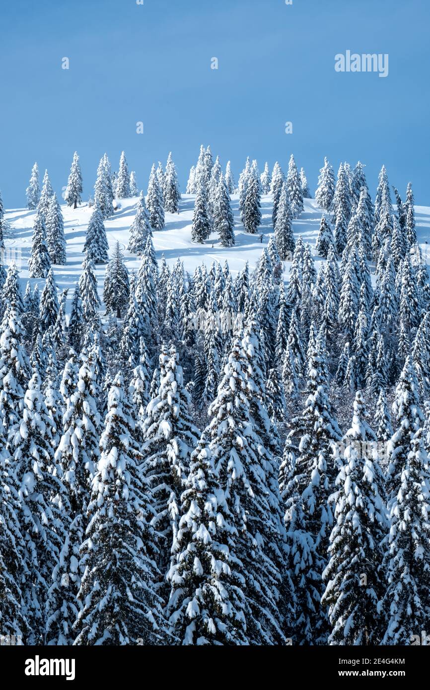 beautiful spruce trees in a mountain woodland in the Alps in Slovenia ...