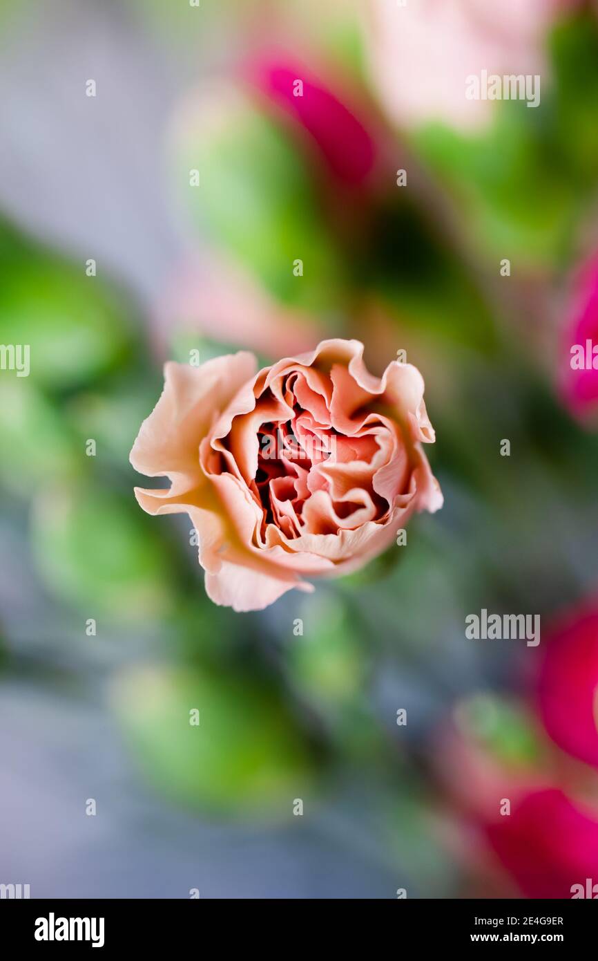 Little carnation tea rose color on green background Stock Photo - Alamy