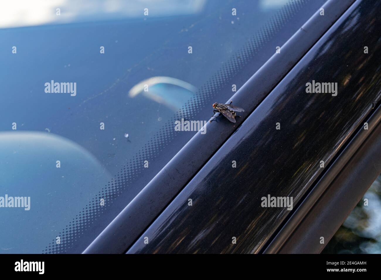 Insects on cars hi-res stock photography and images - Alamy