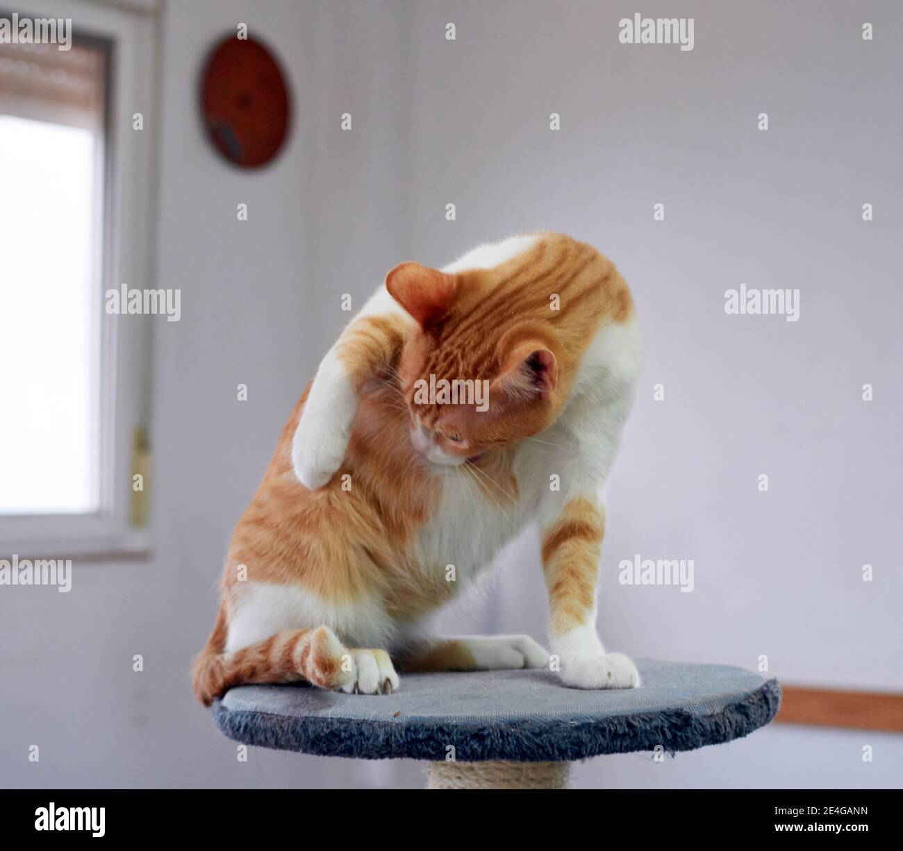 Cute ginger cat licking orange hi-res stock photography and images - Alamy