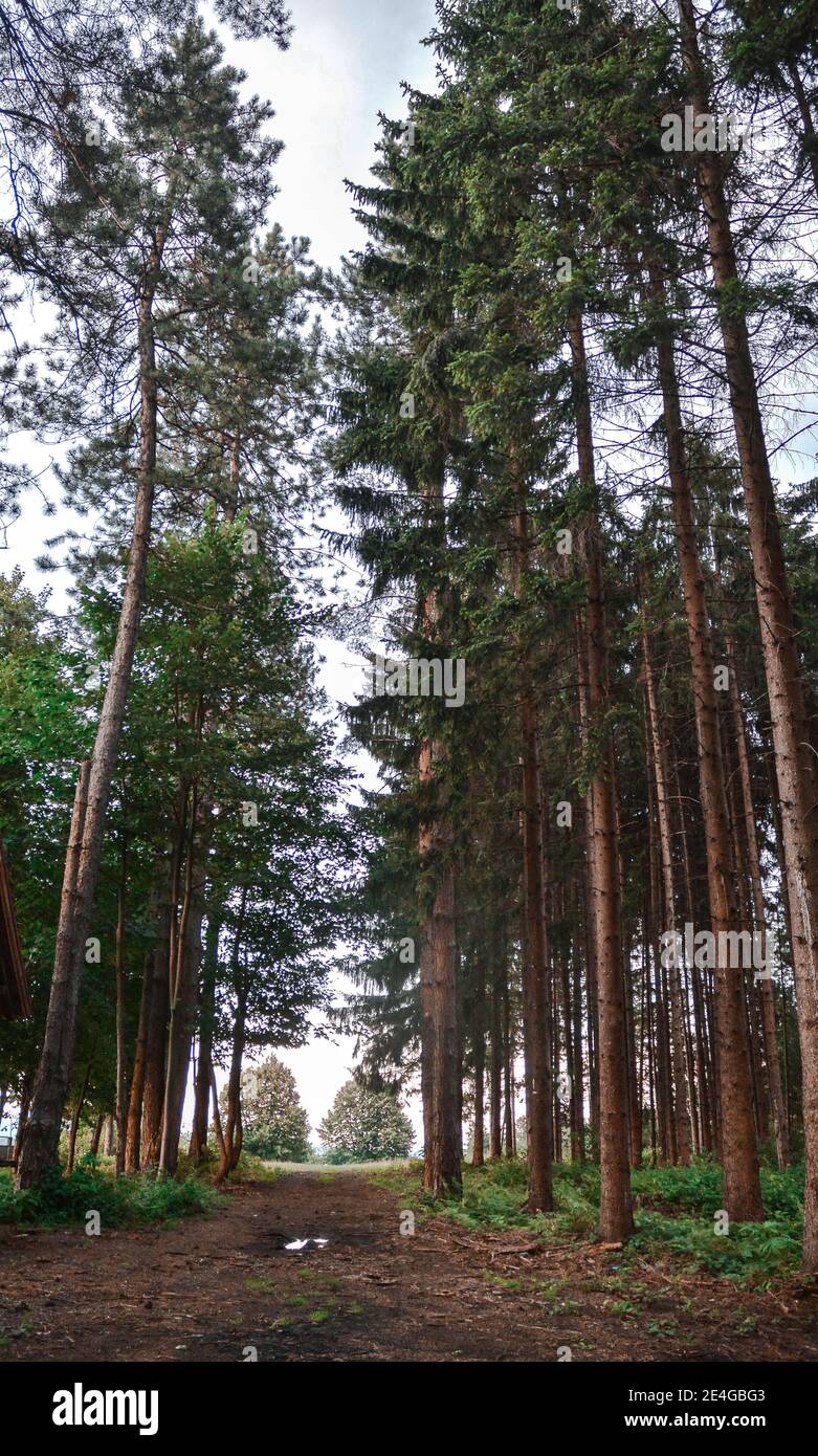 Vertical shot picturesque pathway hi-res stock photography and images ...