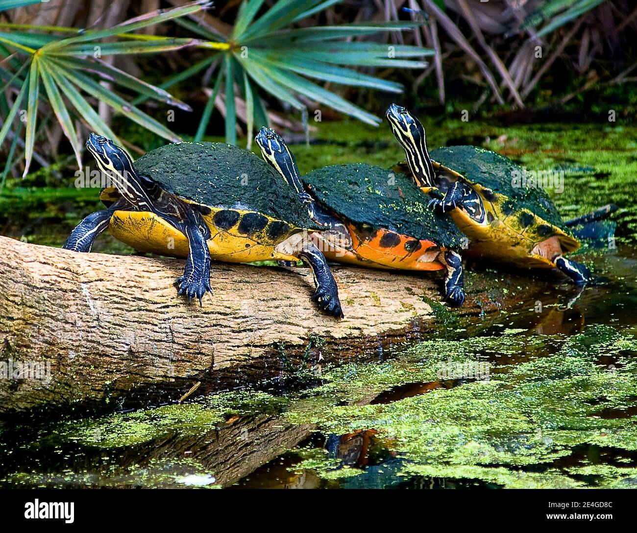 Tuttles on a log hi-res stock photography and images - Alamy