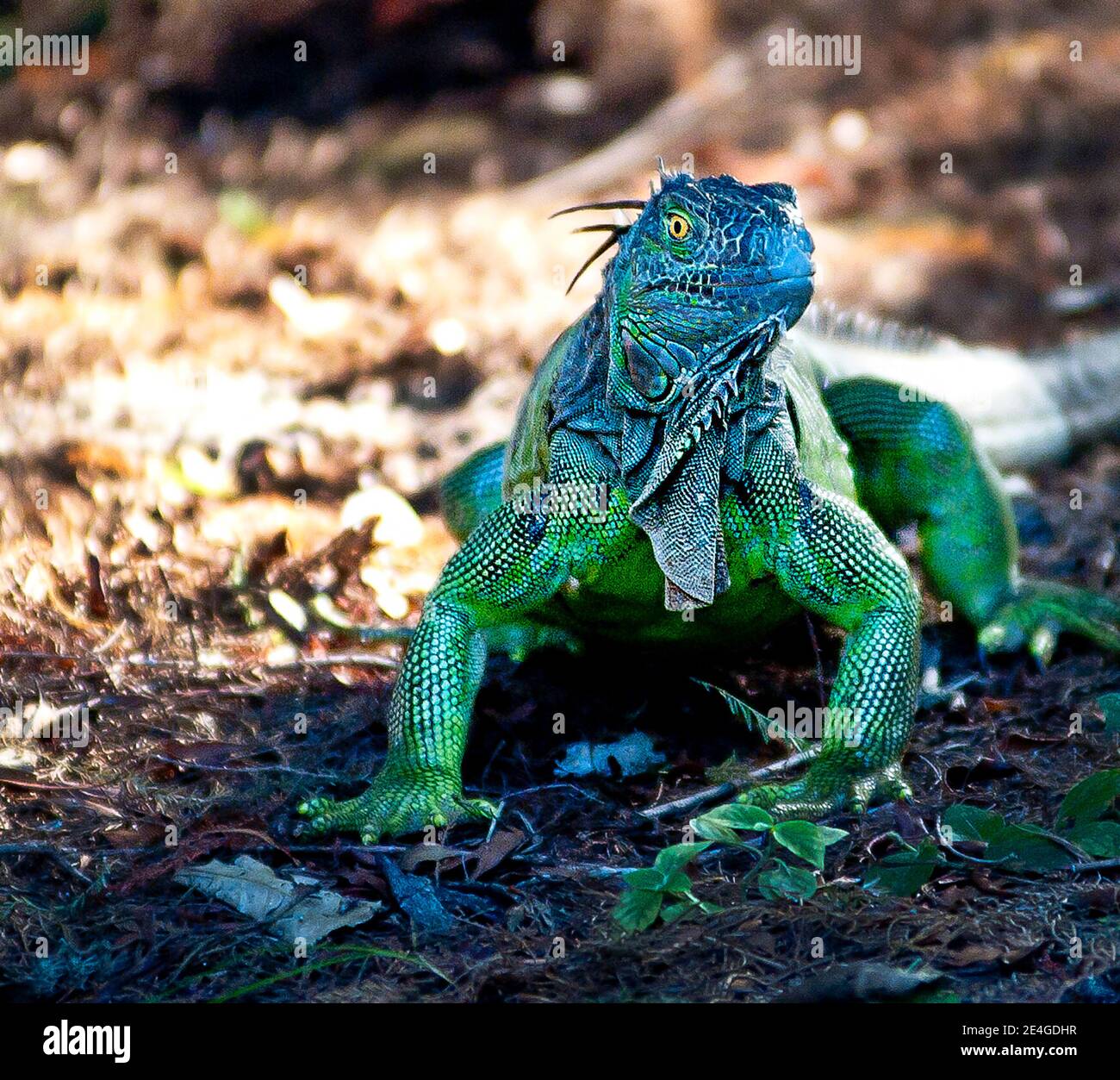 Leaping Lizards Clipart Black