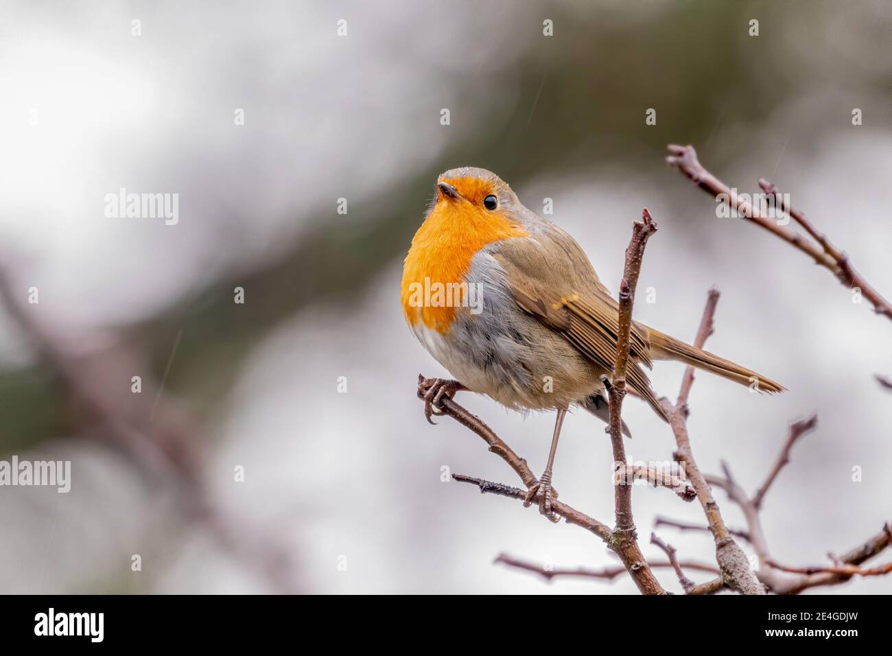 European Robin on an apple tree in the light rain Stock Photo - Alamy