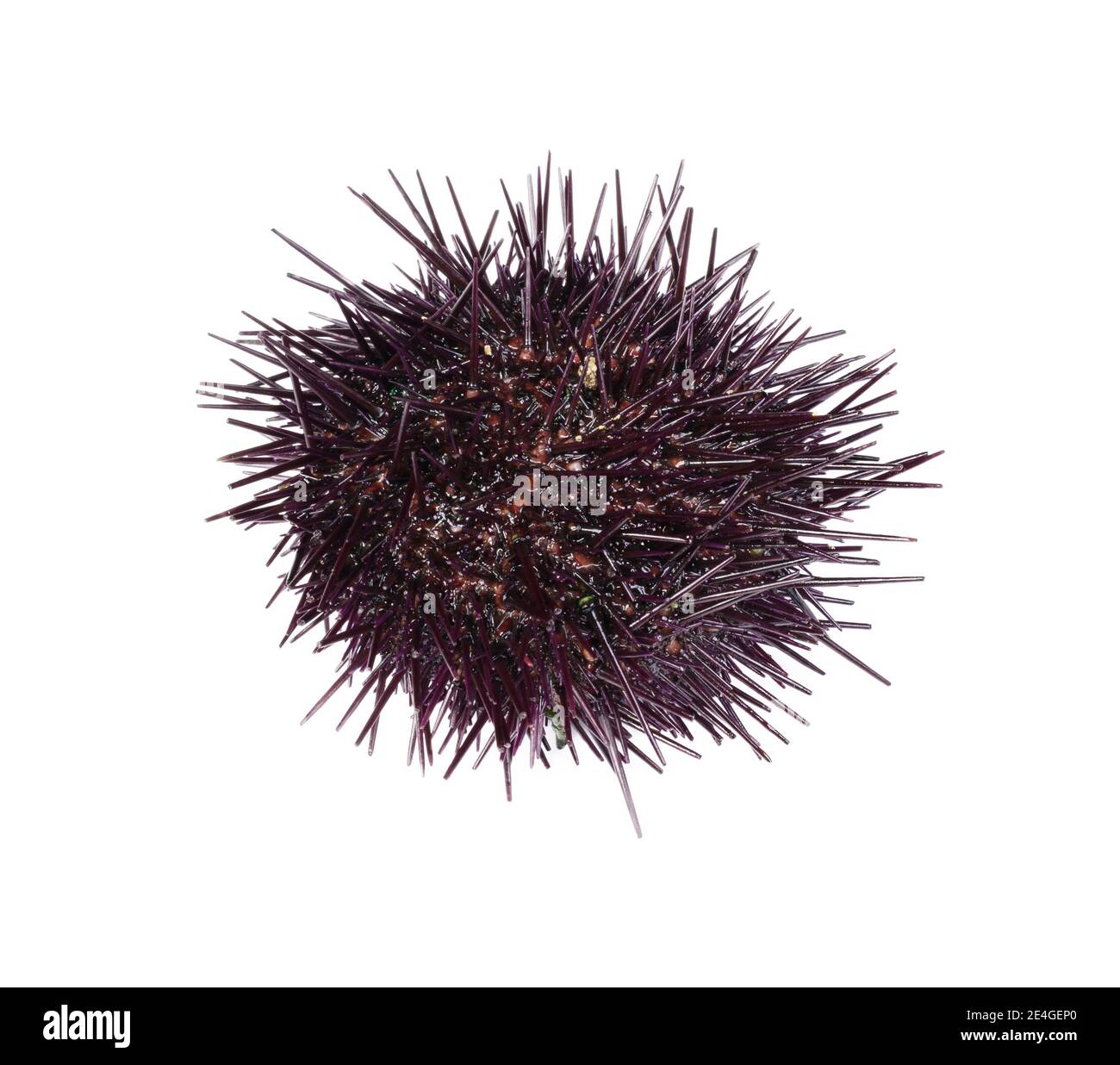 fresh sea urchin on white background Stock Photo - Alamy