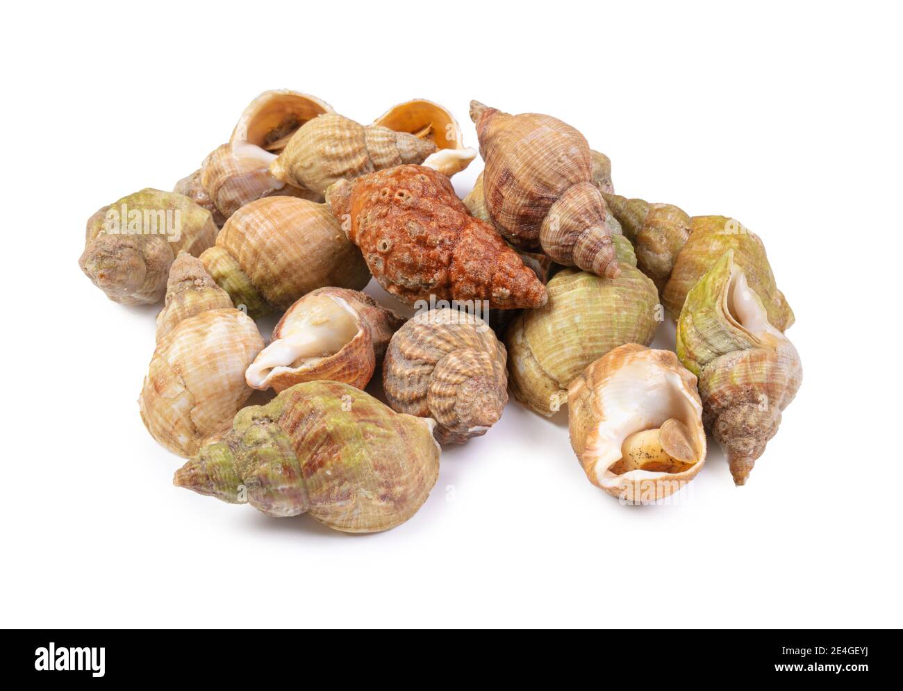 cooked sea snails on white background Stock Photo - Alamy