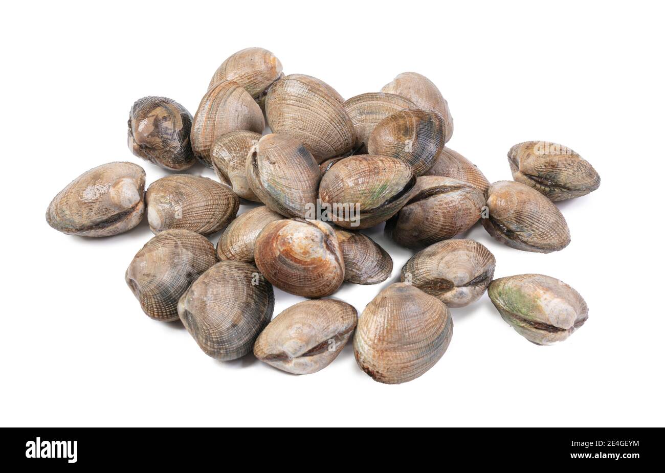 Fresh Clams on white background Stock Photo - Alamy