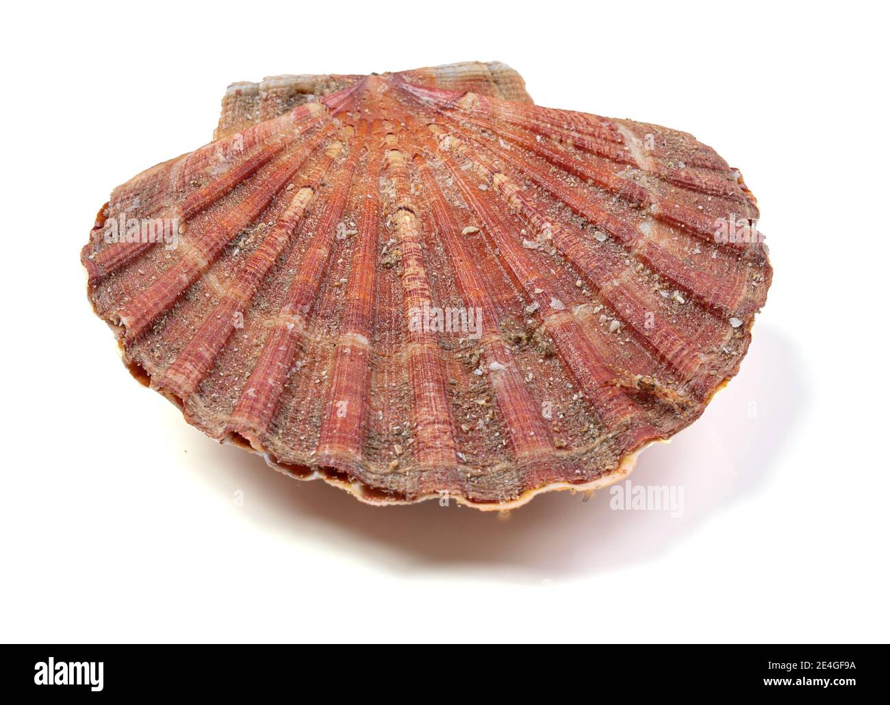 Single scallop hi-res stock photography and images - Alamy