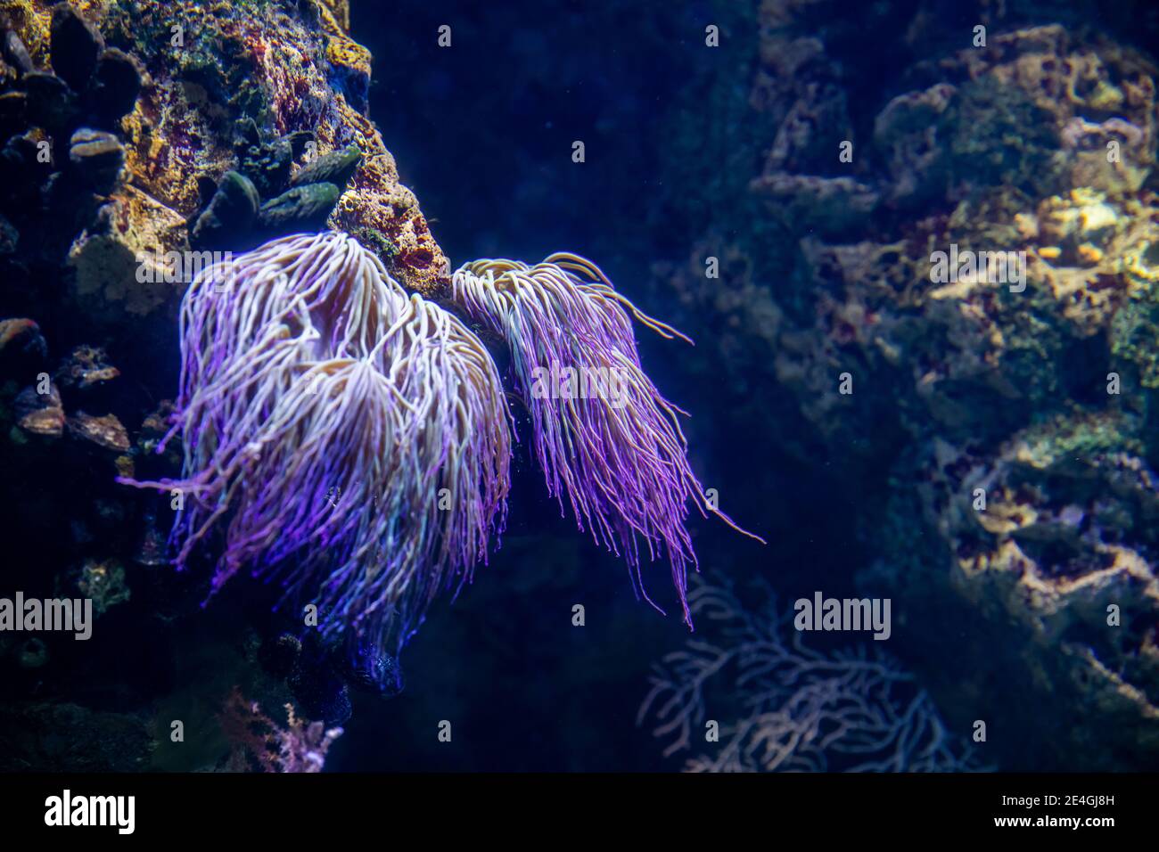 Ceriantharians hi-res stock photography and images - Alamy